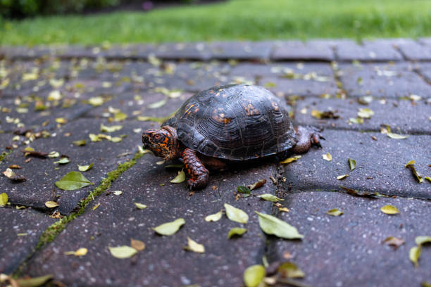 Free Stock Photo of Eastern Box Turtle on Hard Surface | Download Free ...