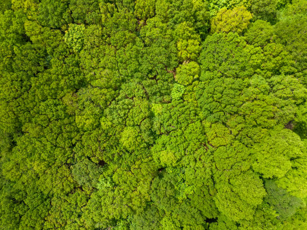 Free Stock Photo of Aerial View of Dense Forest Canopy | Download Free ...