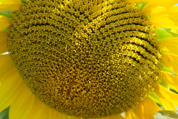 Free Stock Photo of Flower Background - Single large sunflower ...