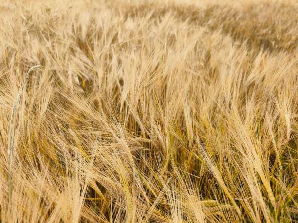 Free picture: wheat, wheatfield, agriculture, flat field, growing ...