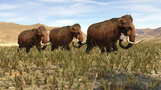 5500 Mamut Fotos Fotografías De Stock Fotos E Imágenes Libres De