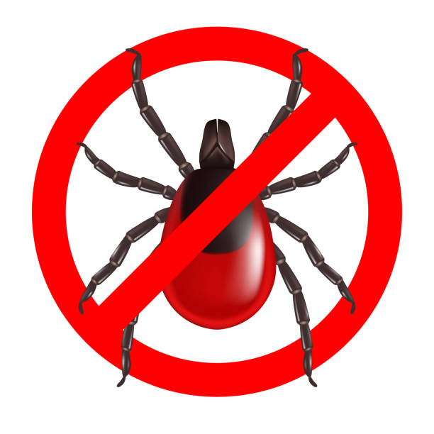 40 Lyme Disease Infographic Stock Illustrations Royalty Free Vector Graphics And Clip Art Istock