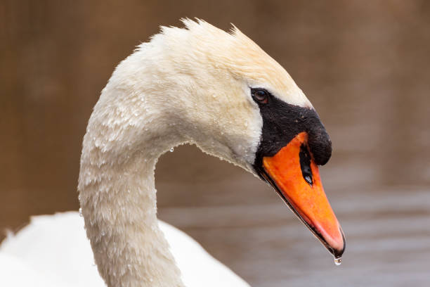 Free picture: Majestic white swan with water droplets from beak close-up