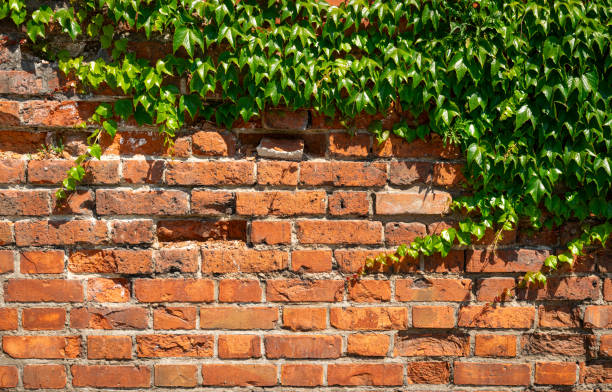 Free Stock Photo of Green plant vines on aged brick | Download Free ...