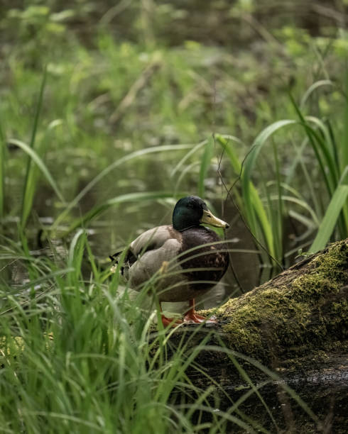 Mallard Nature Duck - Free photo on Pixabay
