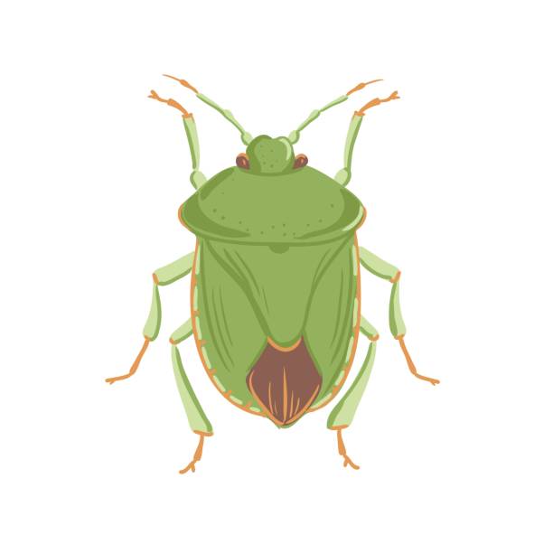 1.000+ Kepik Daun Ilustrasi Foto Stok, Potret, & Gambar Bebas Royalti ... 1.000+ Kepik Daun Ilustrasi Foto Stok, Potret, & Gambar Bebas Royalti ...