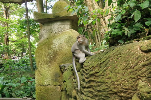Free picture: The long-tailed macaque or Balinese long-tailed monkey ...