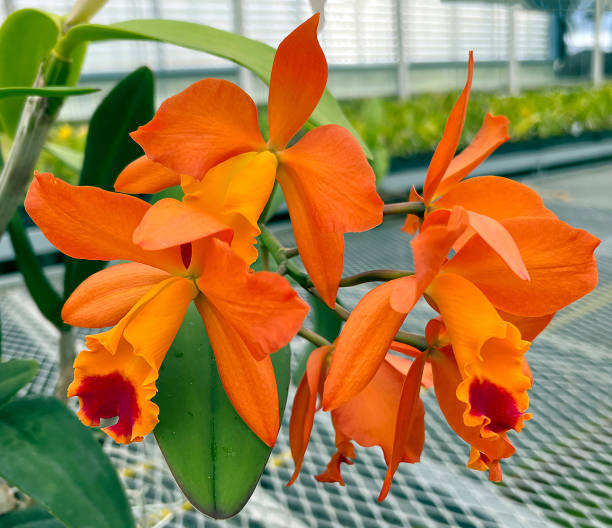 Free Stock Photo of Cattleya Orchid Flower | Download Free Images and ...