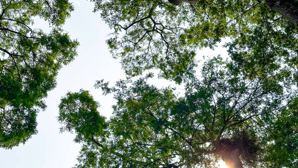 Free Stock Photo of Looking Up at the Tops of Tall Trees in a Forest ...