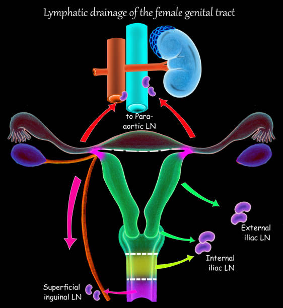 120 Lymphatic Vessels Stock Illustrations Royalty Free Vector Graphics And Clip Art Istock