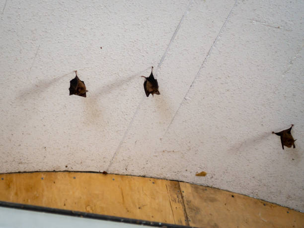 Free Stock Photo of A bat shaped object from the ceiling | Download ...