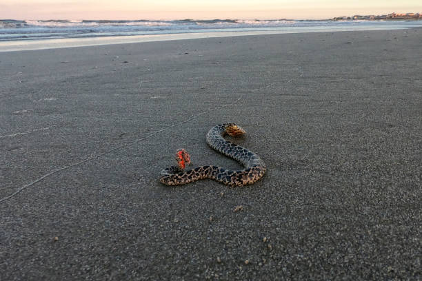 Free picture: nosed, snake