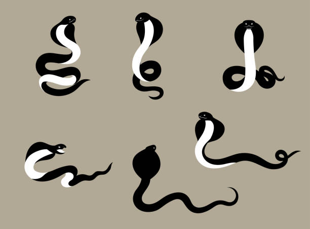 500+ Chinese Cobra Snake Stock Illustrations, Royalty-Free Vector ... 500+ Chinese Cobra Snake Stock Illustrations, Royalty-Free Vector ...