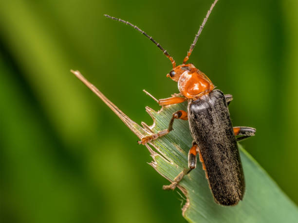 Red-Headed Fire Beetle - Free photo on Pixabay