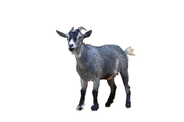 Free Goat Pictures and Images - Download 4,000+ High Quality Goat Pics ...