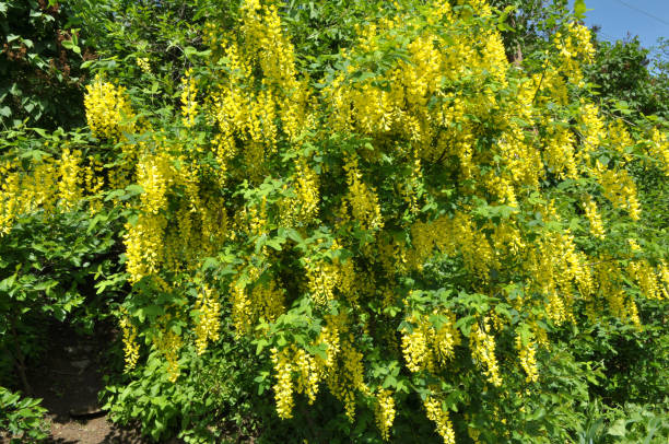 Mean Golden Rain Laburnum Gold - Free photo on Pixabay
