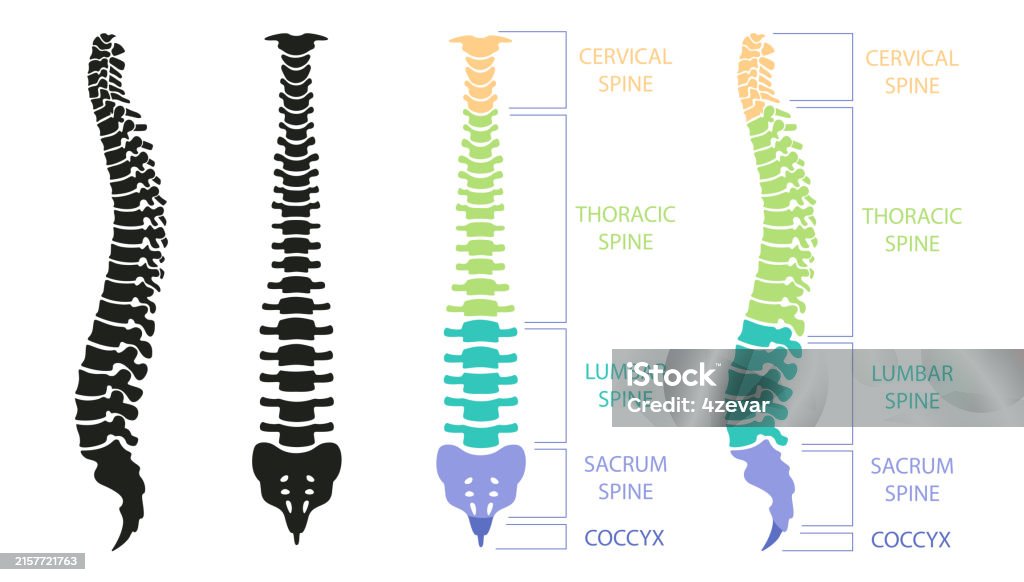 Human Spinal Column Structure With Backbone And Spine Skeletal Icon ... Human Spinal Column Structure With Backbone And Spine Skeletal Icon ...
