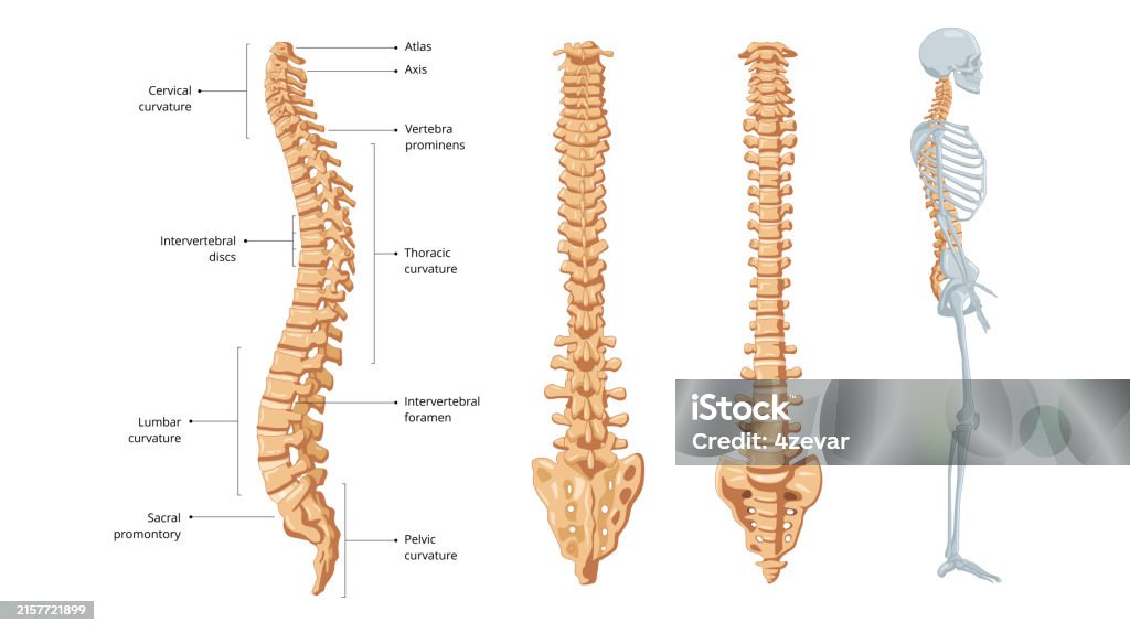 Human Spinal Column Structure With Backbone And Spine Skeletal Icon ... Human Spinal Column Structure With Backbone And Spine Skeletal Icon ...
