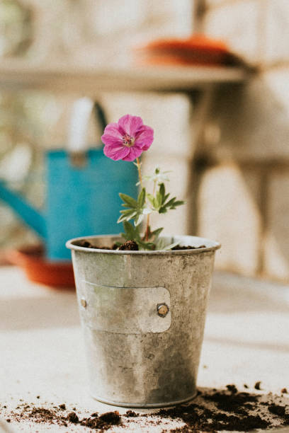 400,000+ Free Printable Flower & Printable Images - Pixabay
