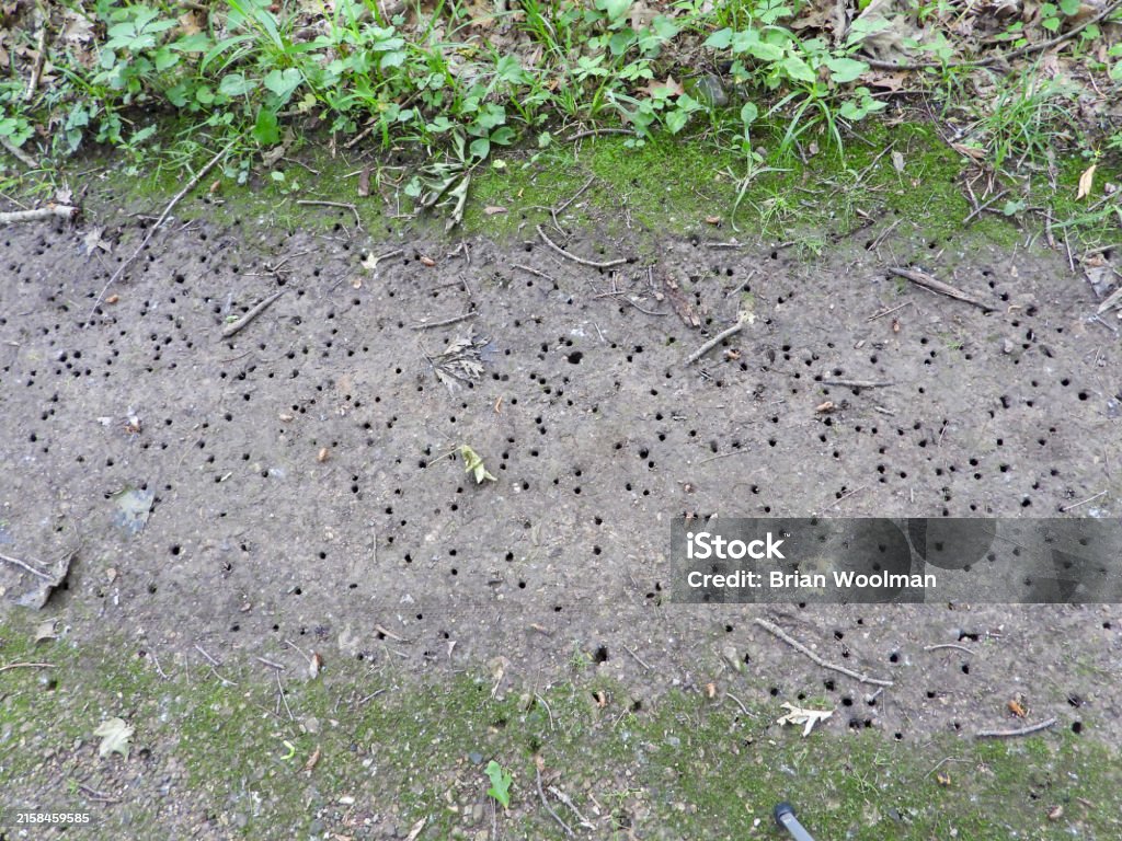 Holes In Ground From 17 Year Periodical Cicada Emergence Stock Photo ... Holes In Ground From 17 Year Periodical Cicada Emergence Stock Photo ...