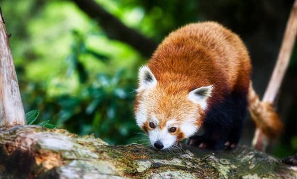 Free Stock Photo of Red Panda Whiskers | Download Free Images and Free ...