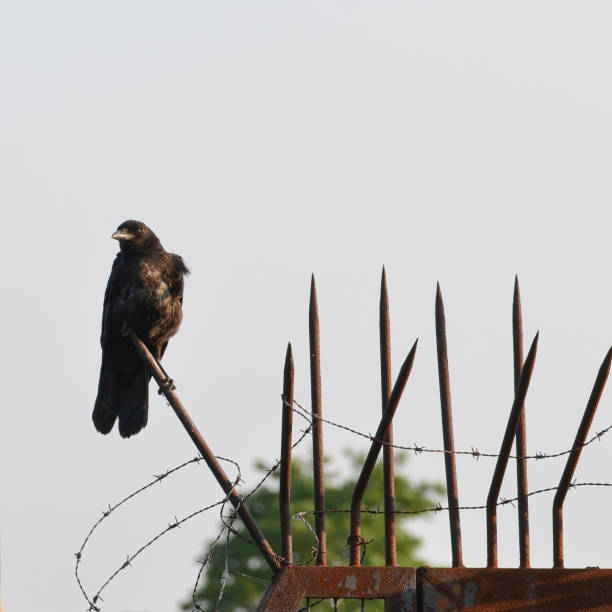 Free Stock Photo of Crow perching on a barbed wire fence | Download ...