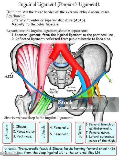 Inguinal Ligament Stock Illustration Download Image Now Pelvis