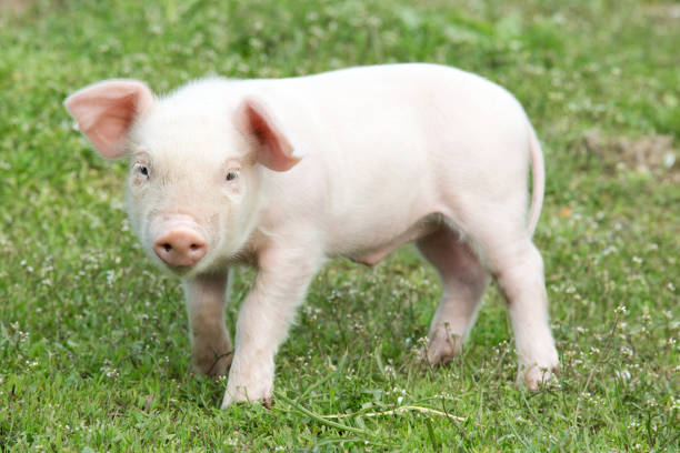 Free Stock Photo of Large White Pig Standing on Top of Lush Green Field ...