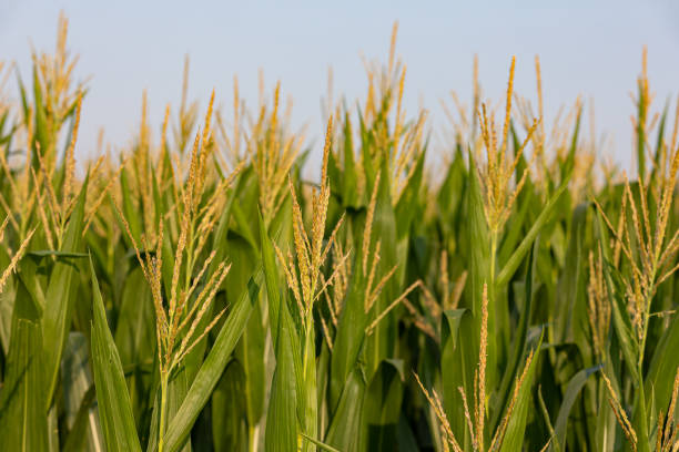 5,000+ Free Corn & Food Photos - Pixabay
