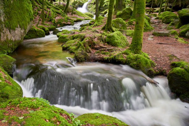 Free Stock Photo of Small Waterfall Surrounded by Lush Green Trees ...