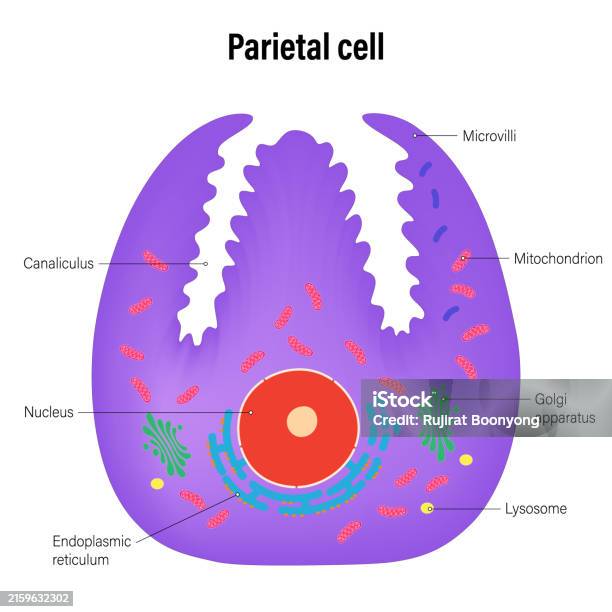 Ilustración de La Célula Parietal Del Vector De La Pared Del Estómago ... Ilustración de La Célula Parietal Del Vector De La Pared Del Estómago ...