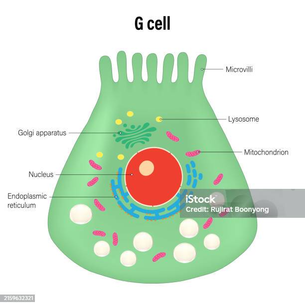Ilustración de La Célula G Del Vector De La Pared Del Estómago Tipos De ... Ilustración de La Célula G Del Vector De La Pared Del Estómago Tipos De ...