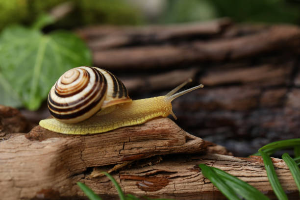 Banded Snail Garden Shell - Free photo on Pixabay