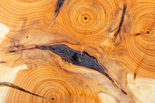 Aging Process In A Tree Trunk Yew Tree Slice Cross Section Natural