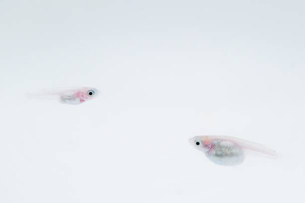 Free picture: transparent, fish, freshwater fish, animal, colorful