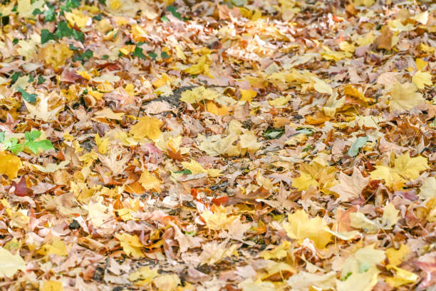 Free Stock Photo of Pathway covered with fallen autumn leaves blending ...