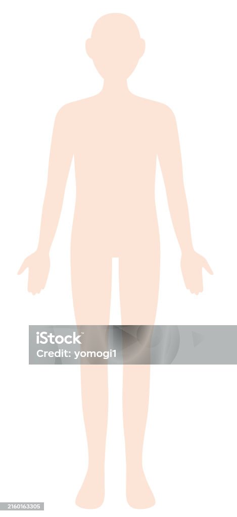 Gender Neutral Human Body Front View Illustration Health And Medical Care Concept Stock
