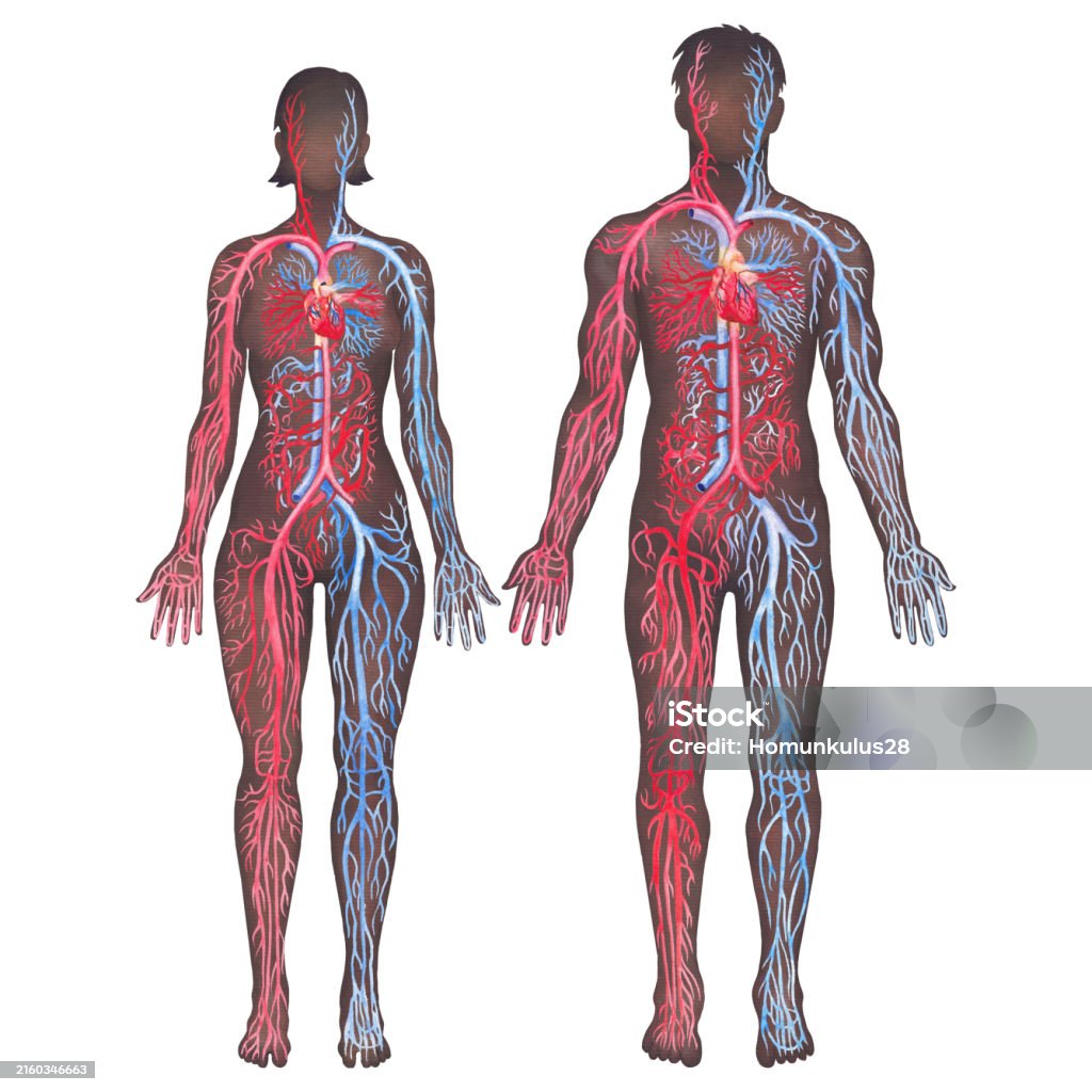 Illustration Showing Human Circulatory System With Red Arteries And Blue Veins Stock