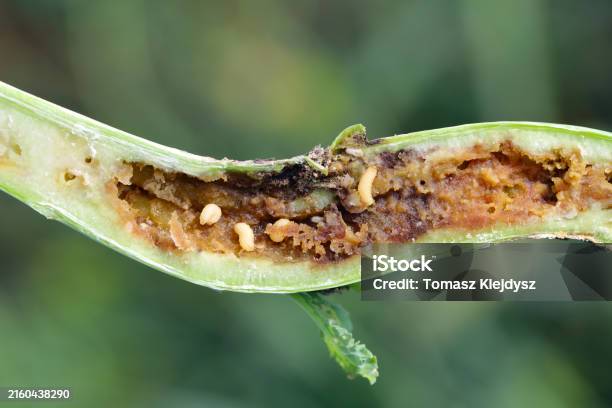 Larvae Of Spotted Cabbage Stem Weevil And Ceutorhynchus Napi Weevils