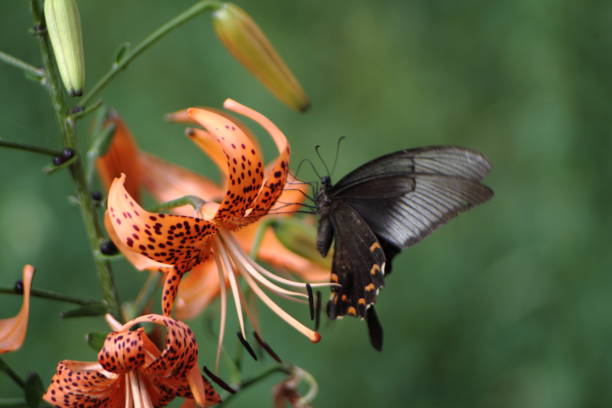 Free Stock Photo of Swallowtail Butterfly on Orange Flowers | Download ...