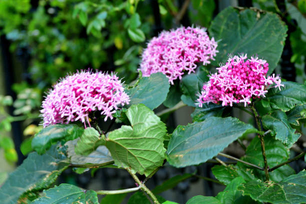 400,000+ Free September Flowers & September Images - Pixabay
