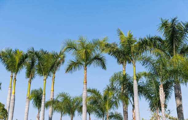 Free Stock Photo of Group of Palm Trees Against Sky Background ...