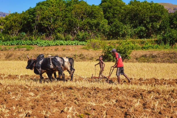 Free Stock Photo of Man Plowing Field With Two Oxen | Download Free ...