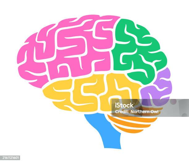 Human Brain Lobes Stock Illustration Download Image Now Abstract