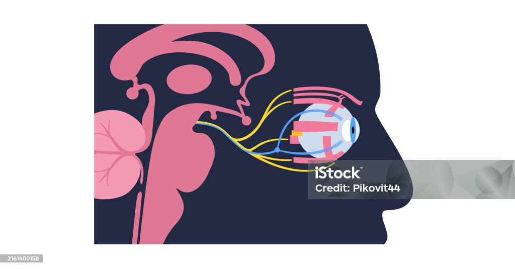 Motor Nerves Of The Eye Stock Illustration Download Image Now