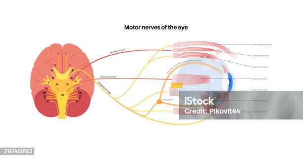 Motor Nerves Of The Eye Stock Illustration Download Image Now