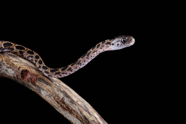 Free picture: An endemic species on Borneo of cave racer snake climbing ...