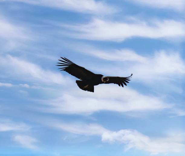 Free picture: condor bird, animal, blue sky, outdoor, daylight, nature ...