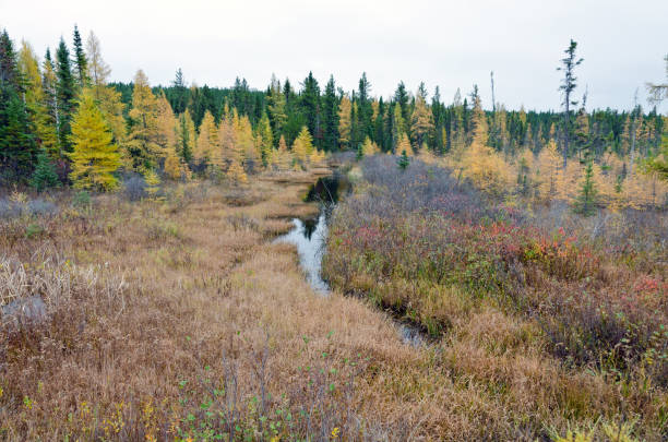 Free Stock Photo of Northern Deciduous Forest | Download Free Images ...