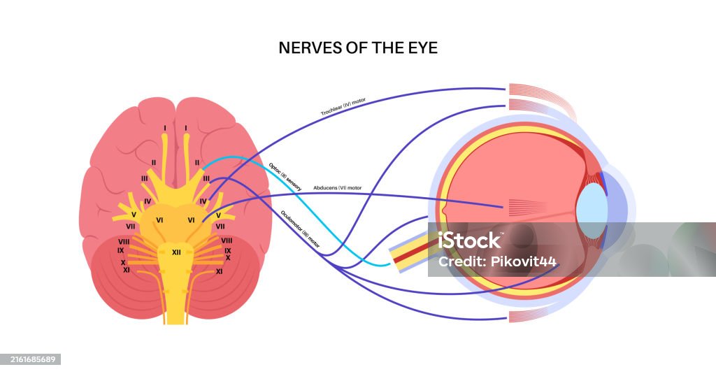 Motor Nerves Of The Eye Stock Illustration Download Image Now Abducens Nerve Anatomy